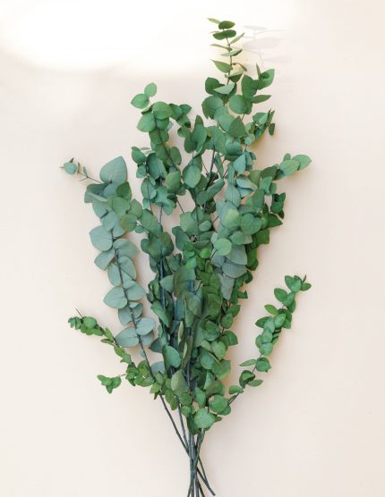Evkaliptus / 2 - Floradekora